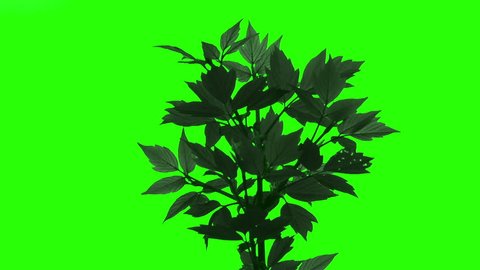 Bush On Green Screen Stock Footage Video (100% Royalty-free) 6583352 ...