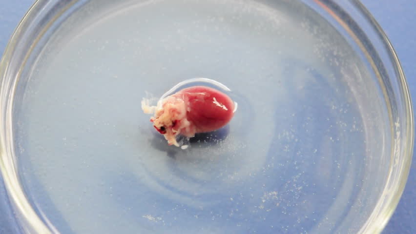 rat heart Stock Footage Video (100% Royalty-free) 6585302 | Shutterstock