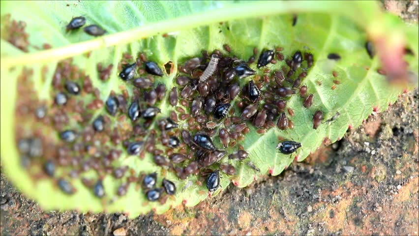 Aphids (plant Lice) On a Stock Footage Video (100% Royalty-free ...