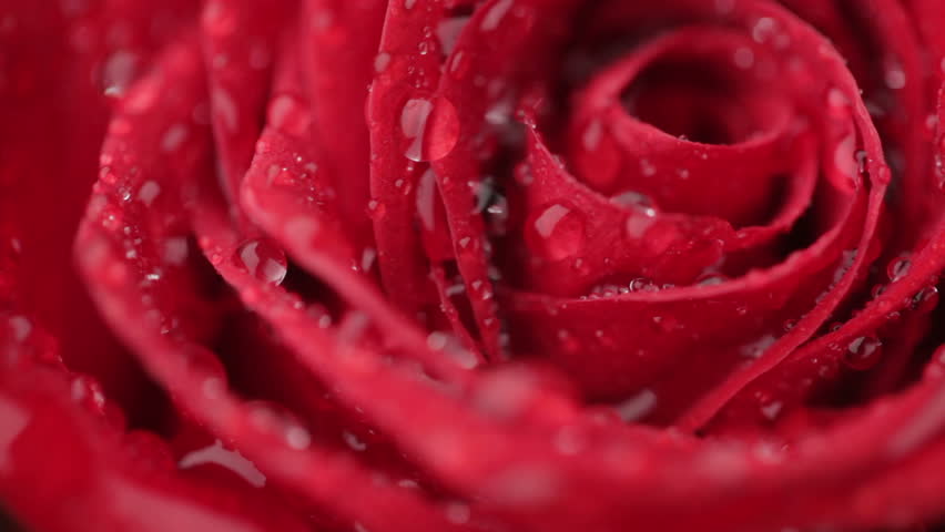 red rose water drop falling on Stock Footage Video (100% Royalty-free ...