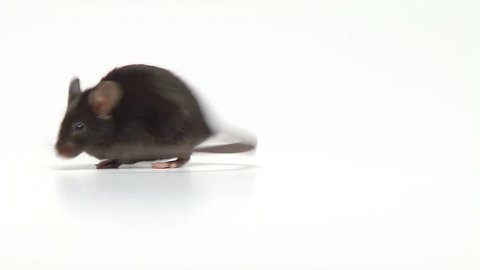 Mouse Grooming Stock Footage Video (100% Royalty-free) 660322 ...