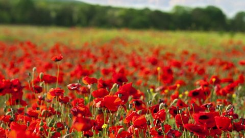 Forest Behind Poppy Field Lovely Nature Stock Photo (Edit Now) 1089088277