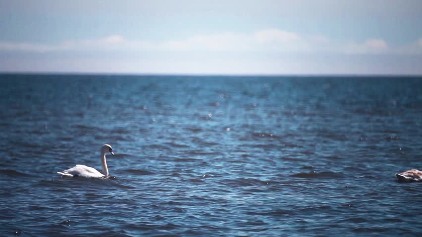 swan swimming baltic sea Stock Footage Video (100% Royalty-free ...