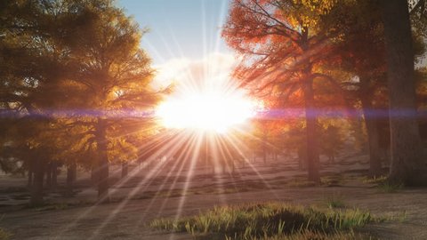 Morning Autumn Forest Sun Rays Break Stock Footage Video (100% Royalty ...