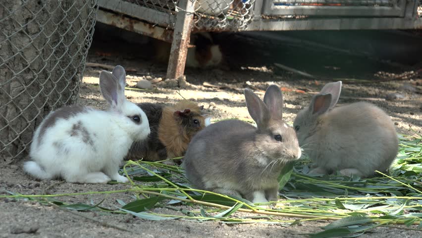 Ultra Hd 4k Rabbit, Bunny Stock Footage Video (100% Royalty-free ...