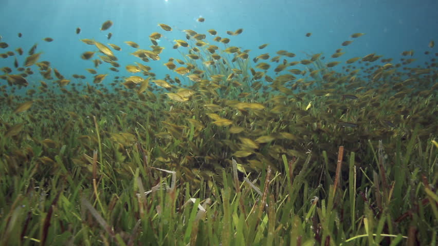 Rabbitfish Grazing On Seagrass in Stock Footage Video (100% Royalty ...