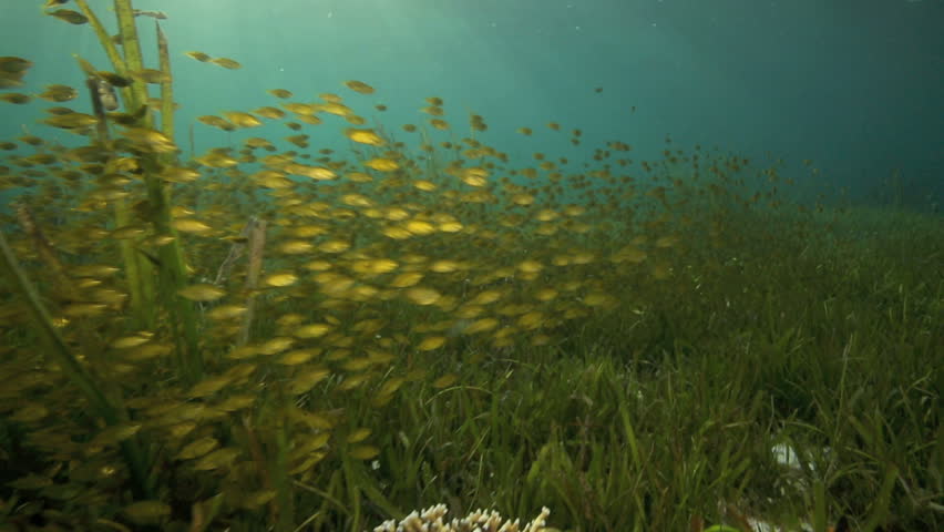 rabbitfish grazing on seagrass shallow water Stock Footage Video (100% ...
