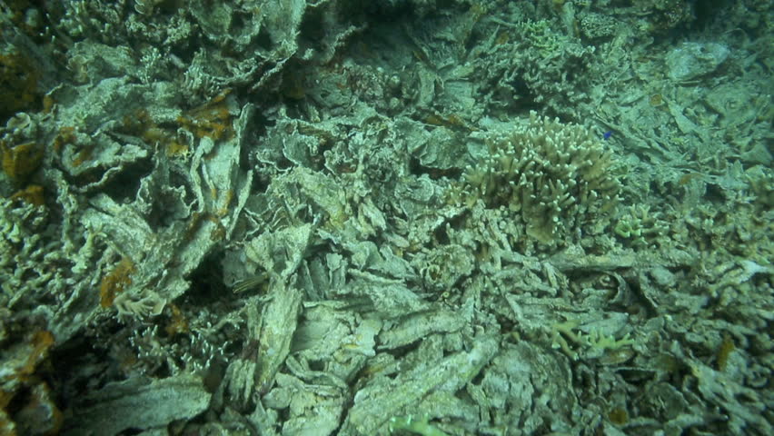 dead broken corals on reef moalboal Stock Footage Video (100% Royalty ...