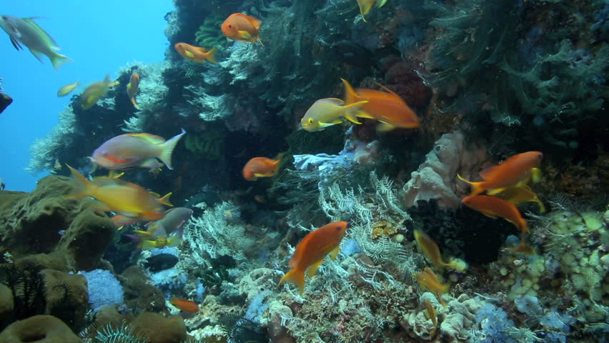 coral reef fish swimming against current Stock Footage Video (100% ...