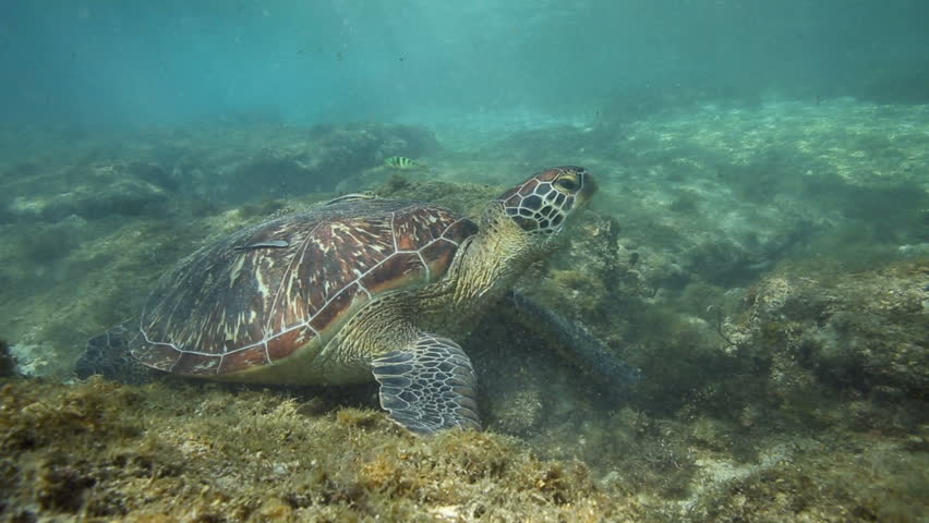 Sea Turtle Feeding On Seaweed Stock Footage Video (100% Royalty-free ...