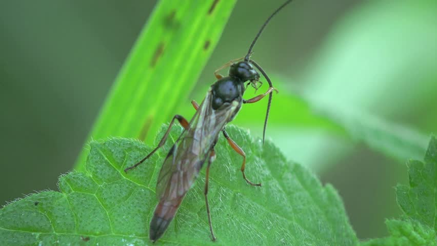 Fly Imitates Insects Bee Macro Stock Footage Video (100% Royalty-free ...