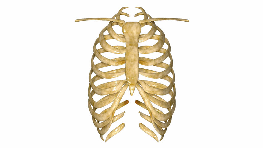 rib cage Stock Footage Video (100% Royalty-free) 6666116 | Shutterstock