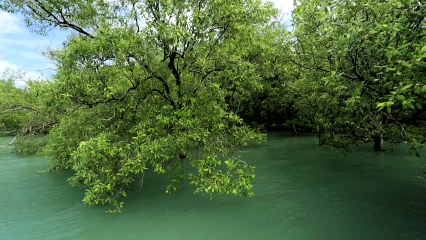 forests mangrove trees timber used variety Stock Footage Video (100% ...