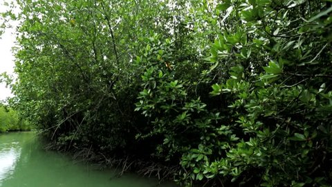 Forests Mangrove Trees Timber Used Variety Stock Footage Video (100% ...