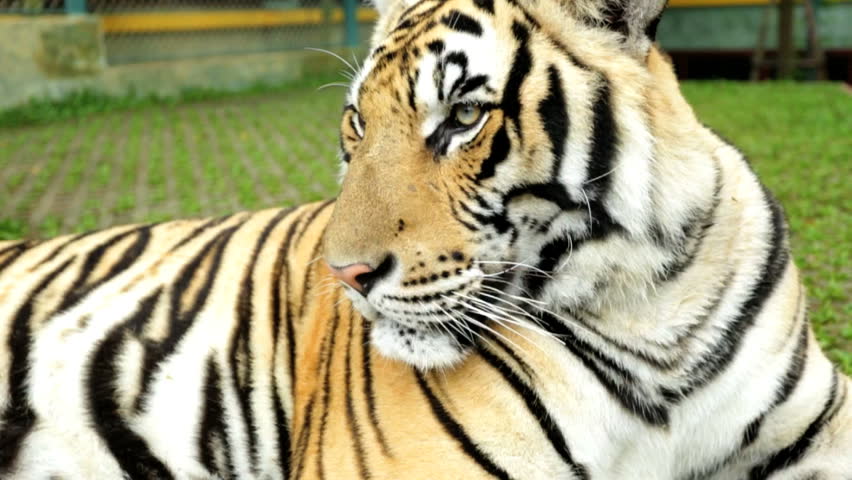 face on view asian tiger markings Stock Footage Video (100% Royalty ...