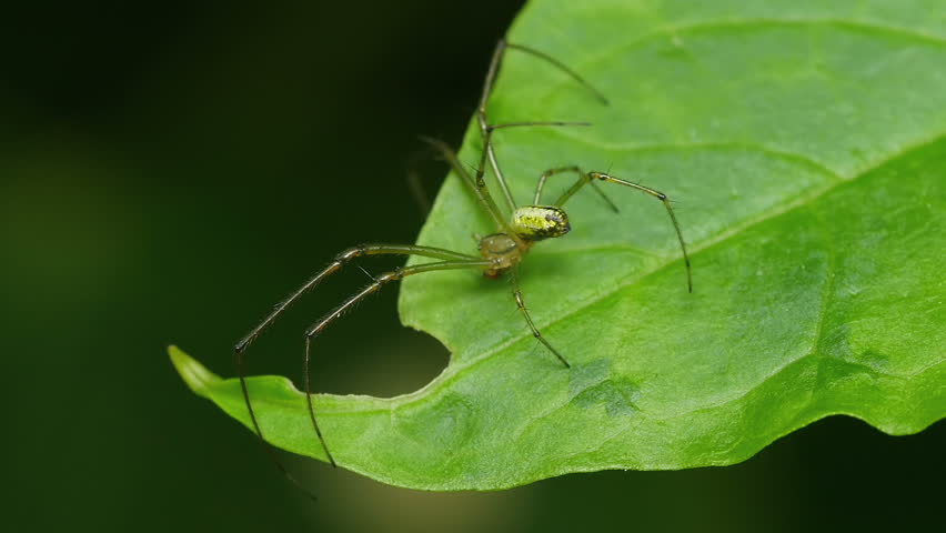 Orchard spider - Leucauge venusta image - Free stock photo - Public ...