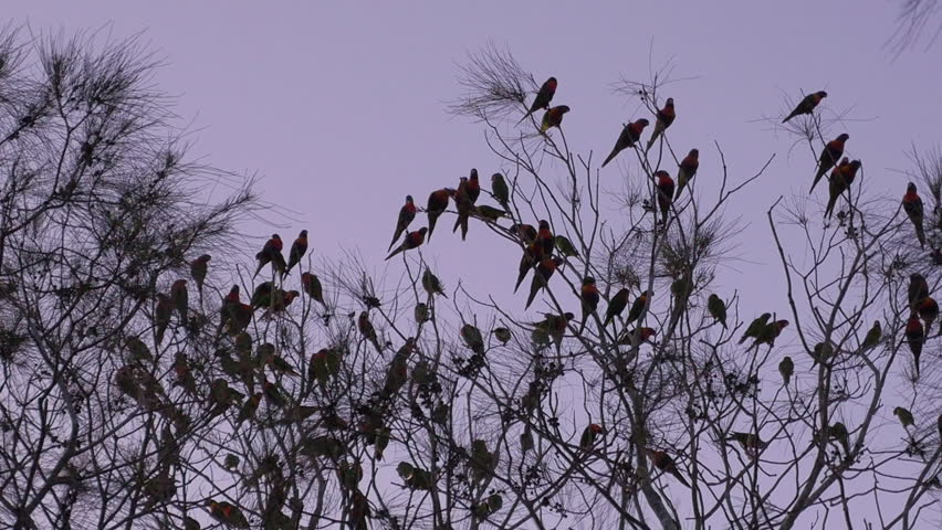 flocks native australian birds fly amongst Stock Footage Video (100% ...