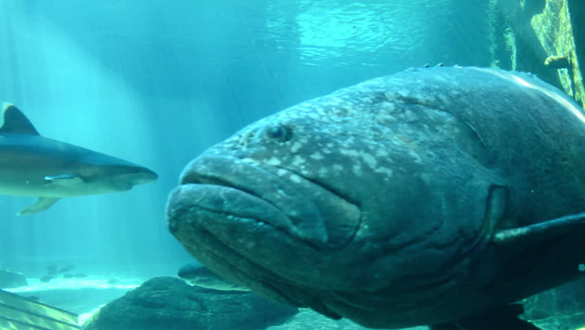 Giant Brindle Bass Fish Swims Stock Footage Video (100% Royalty-free ...