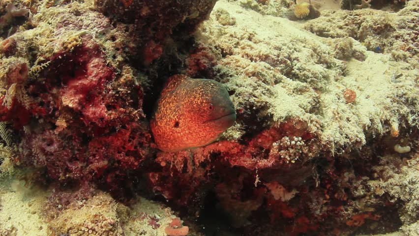 large moray eel hole on reef Stock Footage Video (100% Royalty-free ...