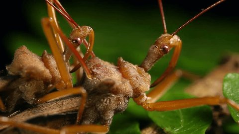 Assassin Bugs Mating Night Rainforest Understory Stock Footage Video ...