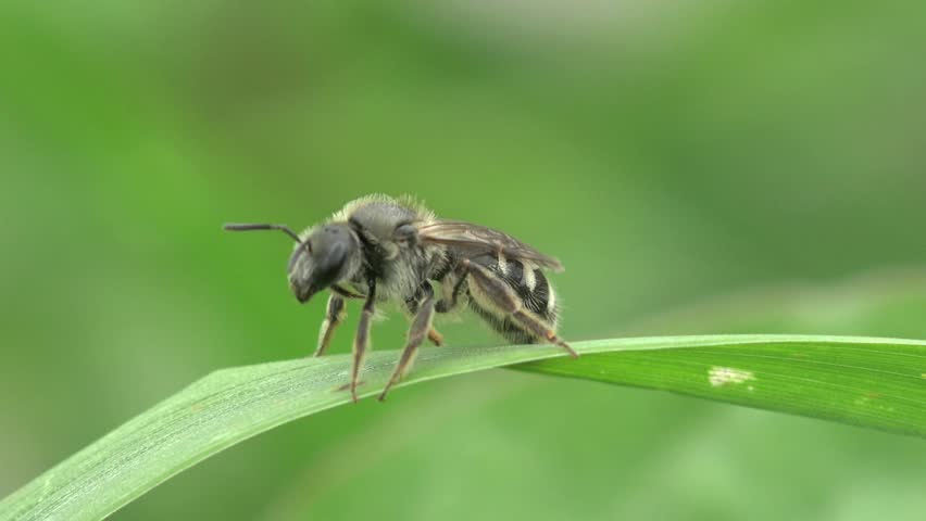 Housefly Fly Macro Insect Hairs Stock Footage Video (100% Royalty-free ...