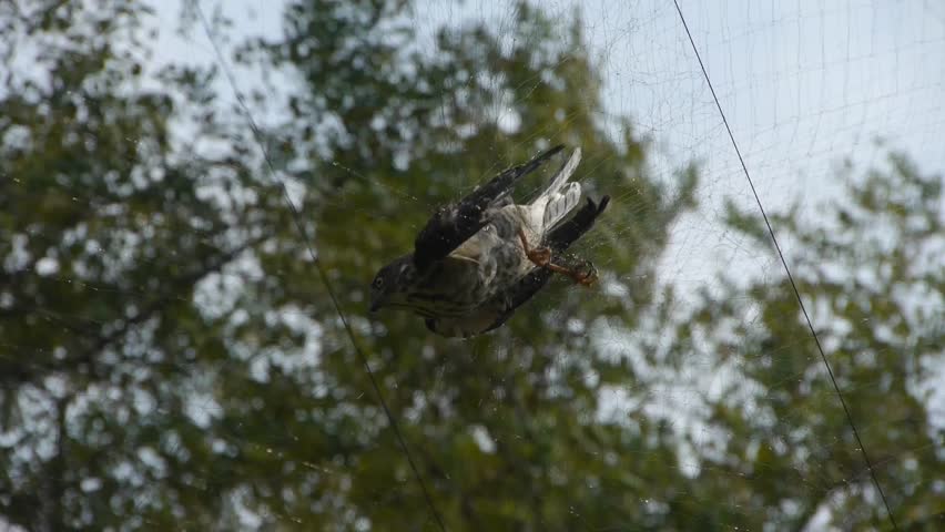 bird trapped netstruggling die blue sky Stock Footage Video (100% ...