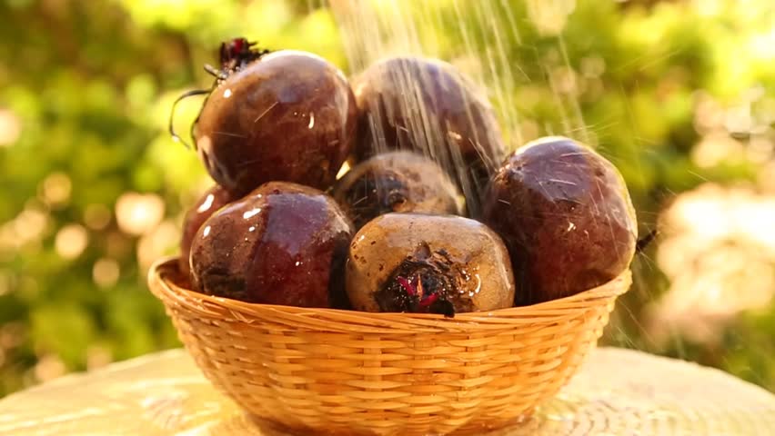 Beetroot Getting Watered Over a Stock Footage Video (100% Royalty-free ...