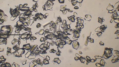 Microscopic Evaluation 100x Normal Size Cat Stock Footage Video (100% ...