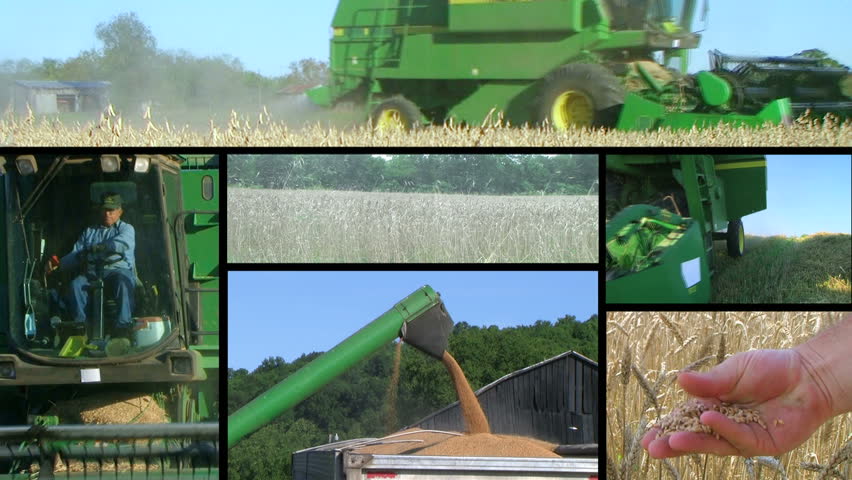 Farmer Combining Soybean and Wheat Stock Footage Video (100% Royalty ...