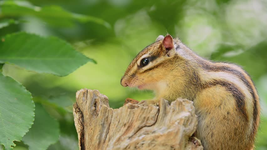 siberian chipmunk eating walnut Stock Footage Video (100% Royalty-free ...