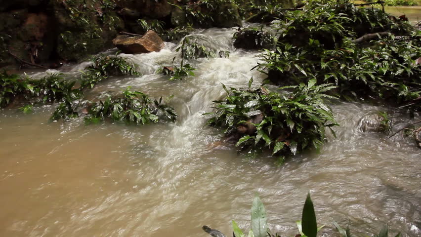 Stream Running Through Amazonian Rainforest, Stock Footage Video (100% ...
