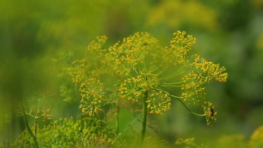 Fennel Inflorescence, Umbrellas.with a Natural Stock Footage Video (100 ... Fennel Inflorescence, Umbrellas.with a Natural Stock Footage Video (100 ...