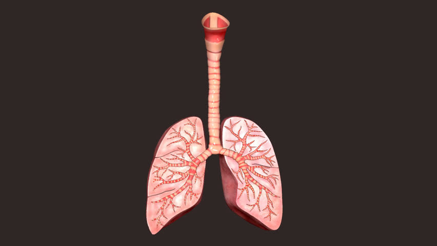3d Animation Breathing Man Visible Lung Stock Footage Video (100% ...