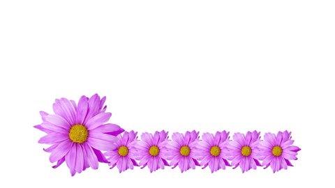 animated border frame purple flowers daisy Stock Footage Video (100% ...