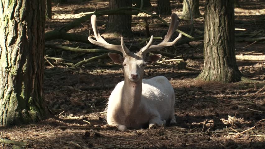 Leucistic Fawn Deer Buck Cervus Dama Stock Footage Video (100% Royalty ...