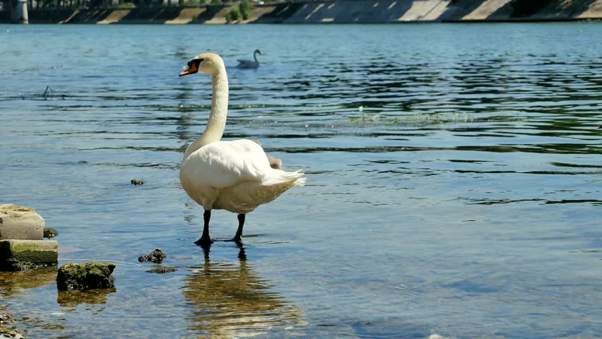 Swan Standing up at the Stock Footage Video (100% Royalty-free) 6786652 ...