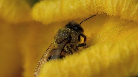 mayfly nymph filmed underwater macro lens Stock Footage Video (100% ...