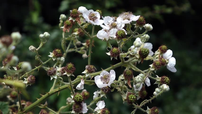 bramble flowers developing blackberry's summer Stock Footage Video (100 ...