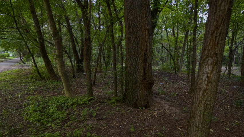 walking dirty forest Stock Footage Video (100% Royalty-free) 6816220 ...