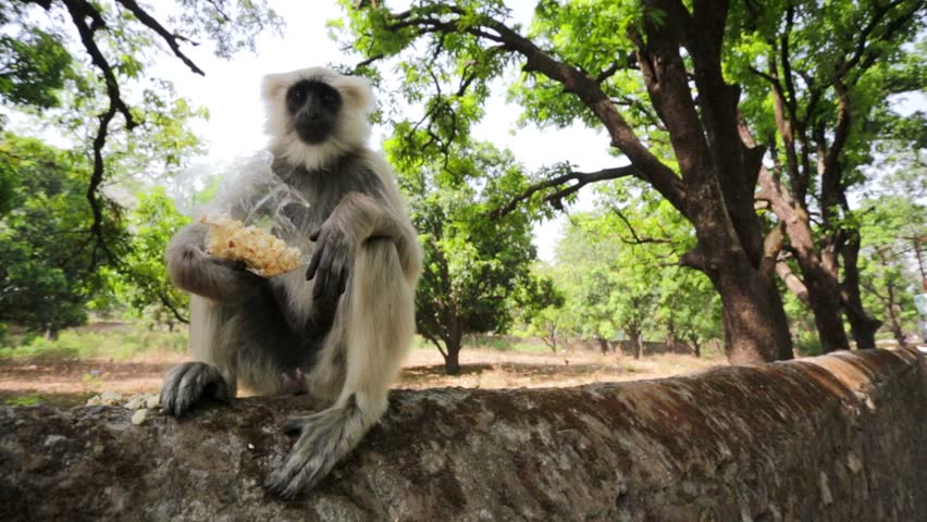 Blace Faced Monkeys Eats Popcorn, Stock Footage Video (100% Royalty ...