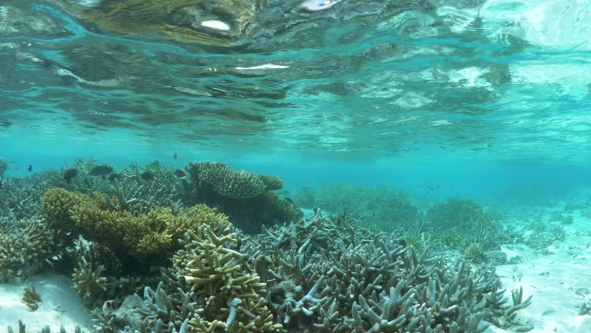 4k | shallow water coral reef Stock Footage Video (100% Royalty-free ...