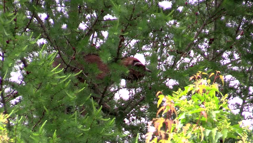 A Bobcat Climbs High in Stock Footage Video (100% Royalty-free) 6872362 ...