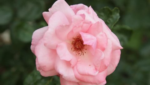 Pink Roses Moving Wind Stock Footage Video (100% Royalty-free) 6883507 ...