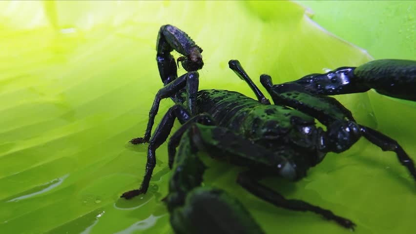 Giant Black Scorpion in Rain Stock Footage Video (100% Royalty-free ...