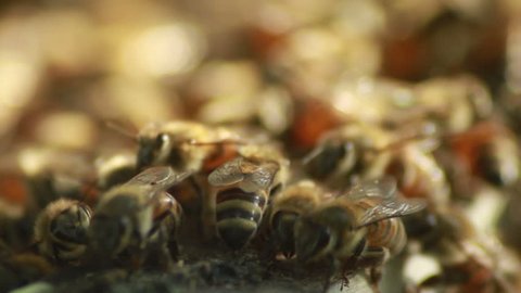 Many Bees On White Flower Bumblebee Stock Photo (Edit Now) 593437421