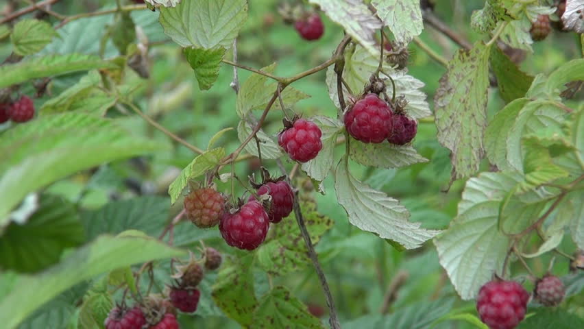 Wild Raspberry Bush with Ripe Stock Footage Video (100% Royalty-free ...