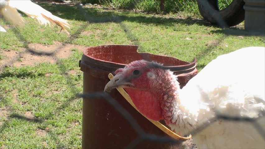 curious turkey looking camera poultry bird Stock Footage Video (100% ...