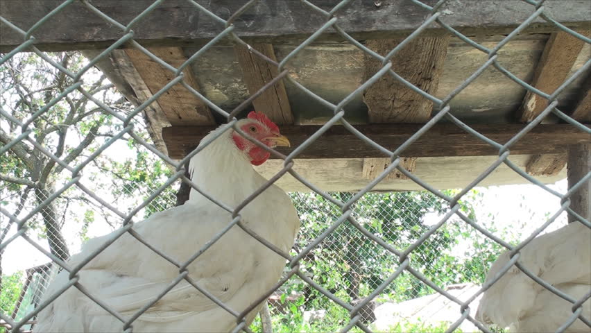 White Chickens Looking Camera Poultry Farm Stock Footage Video (100% ...