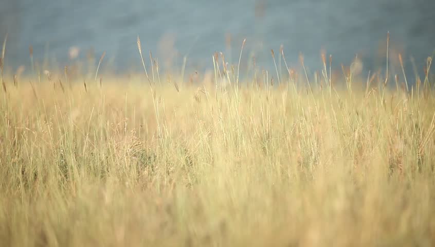dry grass field scene Stock Footage Video (100% Royalty-free) 6925642 ...