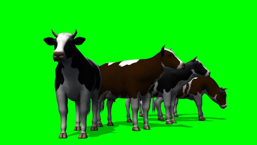 Cows Grazing - Green Screen Stock Footage Video (100% Royalty-free ...